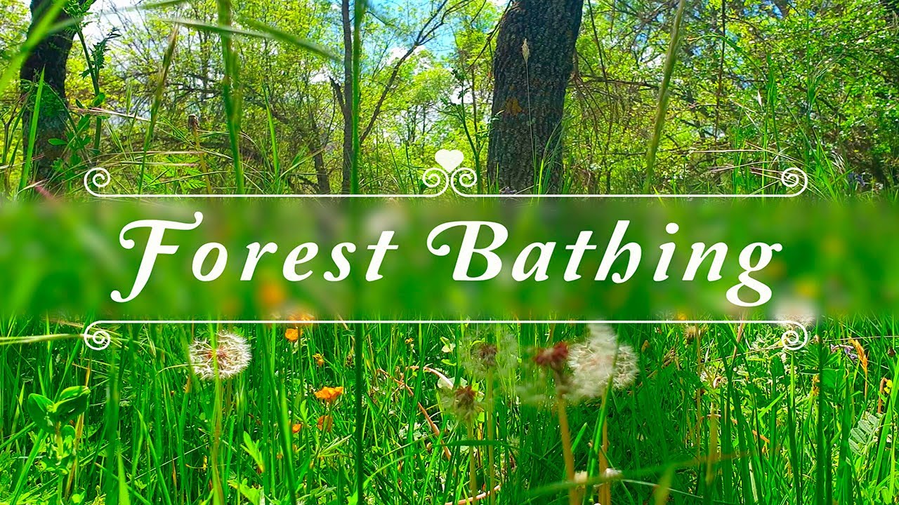 🌳FOREST BATHING to Start Your Day with FRESH ENERGY🌞GOOD MORNING ...