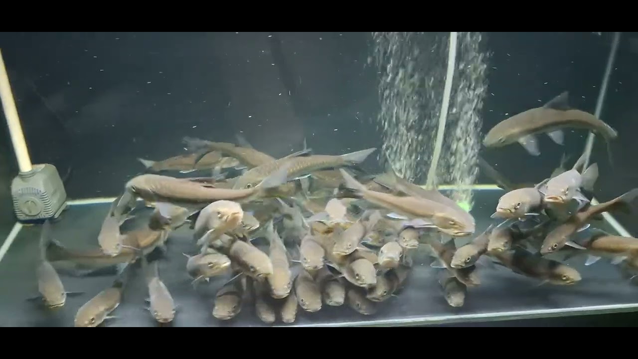 Cá mị nương ngọc lam Stra ( Stra Blue Mahseer ). Neolissochilus ...