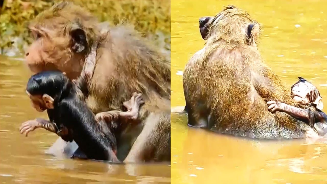 Mother monkey is careless with newborn baby monkey, causing baby monkey ...