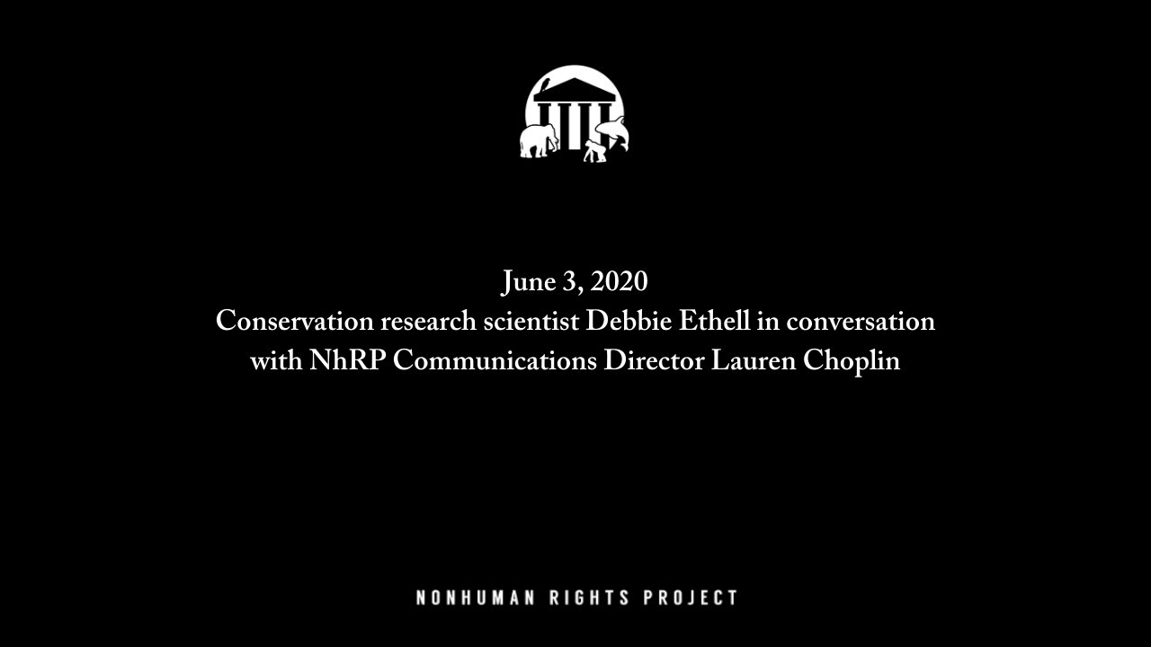 Conservation research scientist Debbie Ethell in conversation with the ...