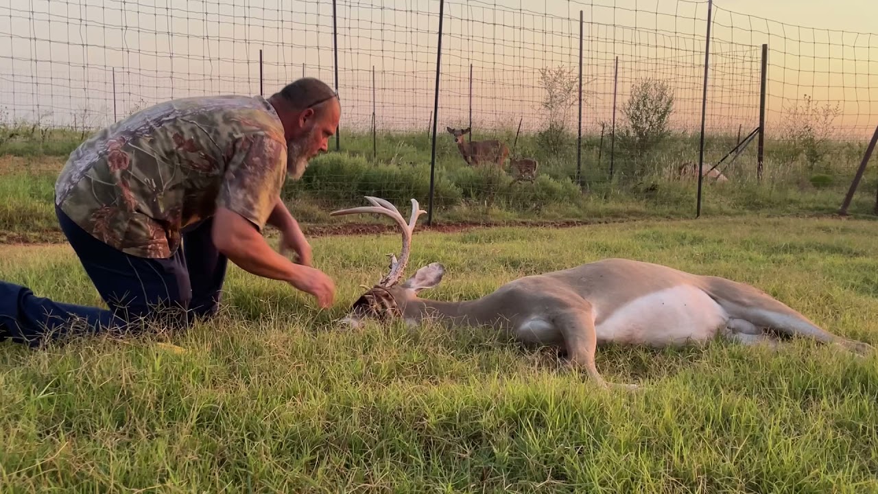 Removing Antlers from breeder buck - YouTube