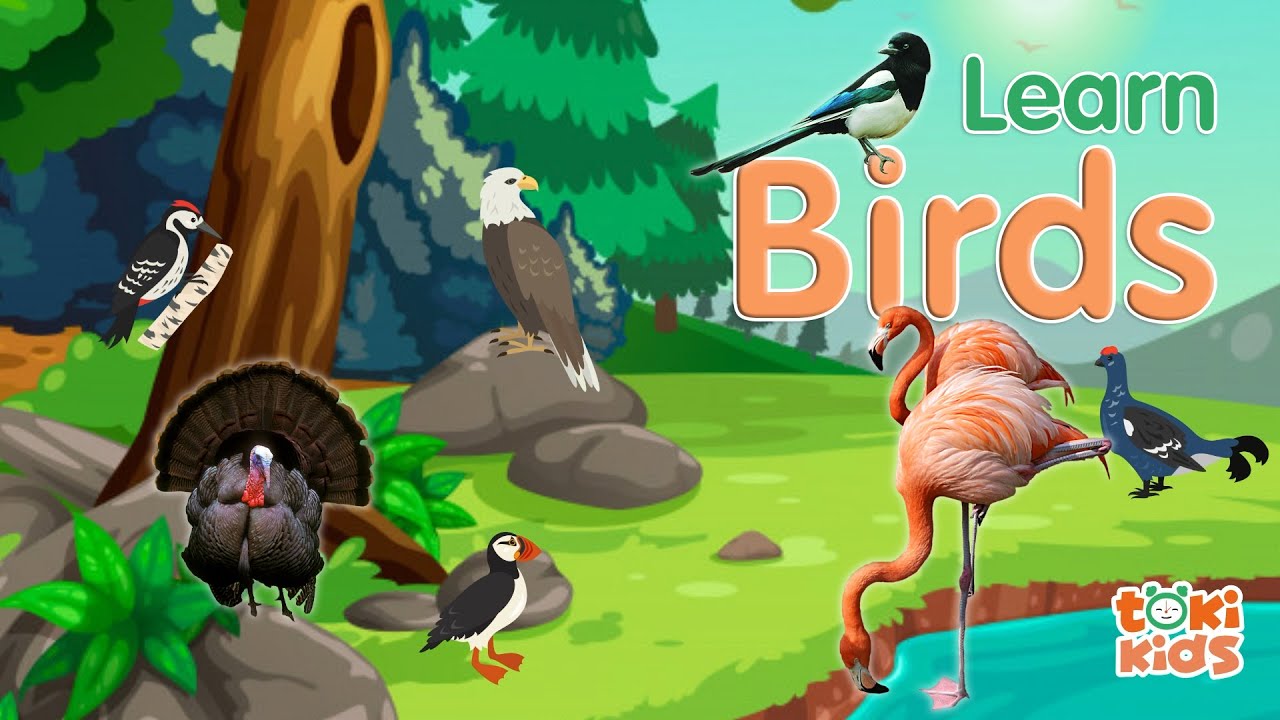 Learn Birds for Kids–Swan, Turkey, Ostrich, Flamingo, Eagle, Mallard ...