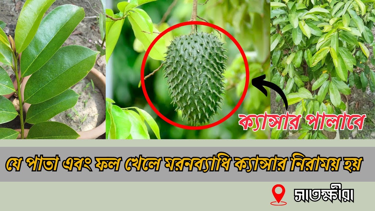 করসল পাতার গুনে কান্সার রোগ ভাল হয় । korsol pata , Cansar niramoi ...