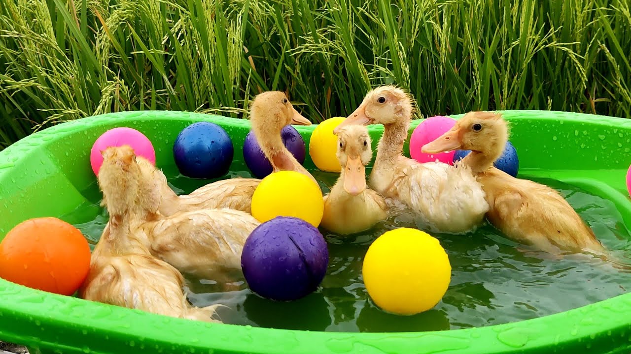 Cute funny duckling playing on the grass, best little ducks video - YouTube