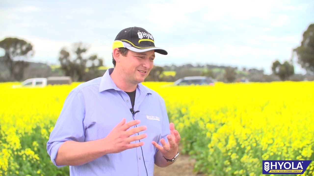 Canola breeding for Pacific Seeds: Senior canola breeder David Tabah ...