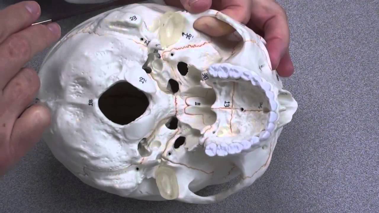 Skull Ventral view - YouTube