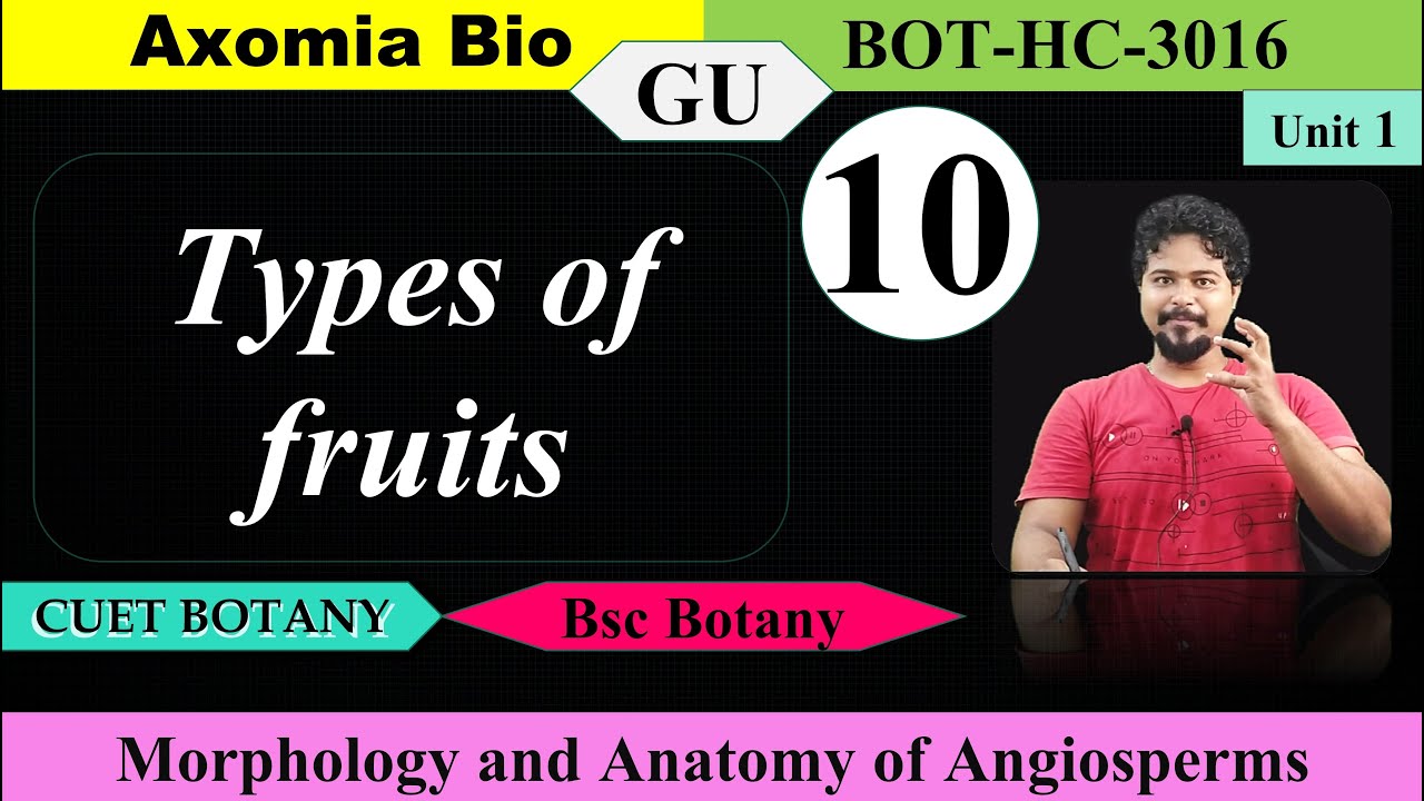 Types of Fruits| Morphology of fruit| Bsc Botany| 3rd sem| CUET-PG| GU ...