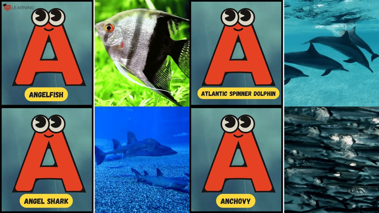 🐡 ABC Sea Creatures Song | 100+ Marine Animals for Toddlers & Preschool ...