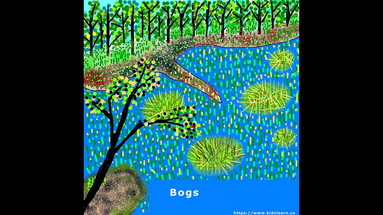Bogs Vs Marshes Vs Swamps - their differences - Kidz Learn Applications ...