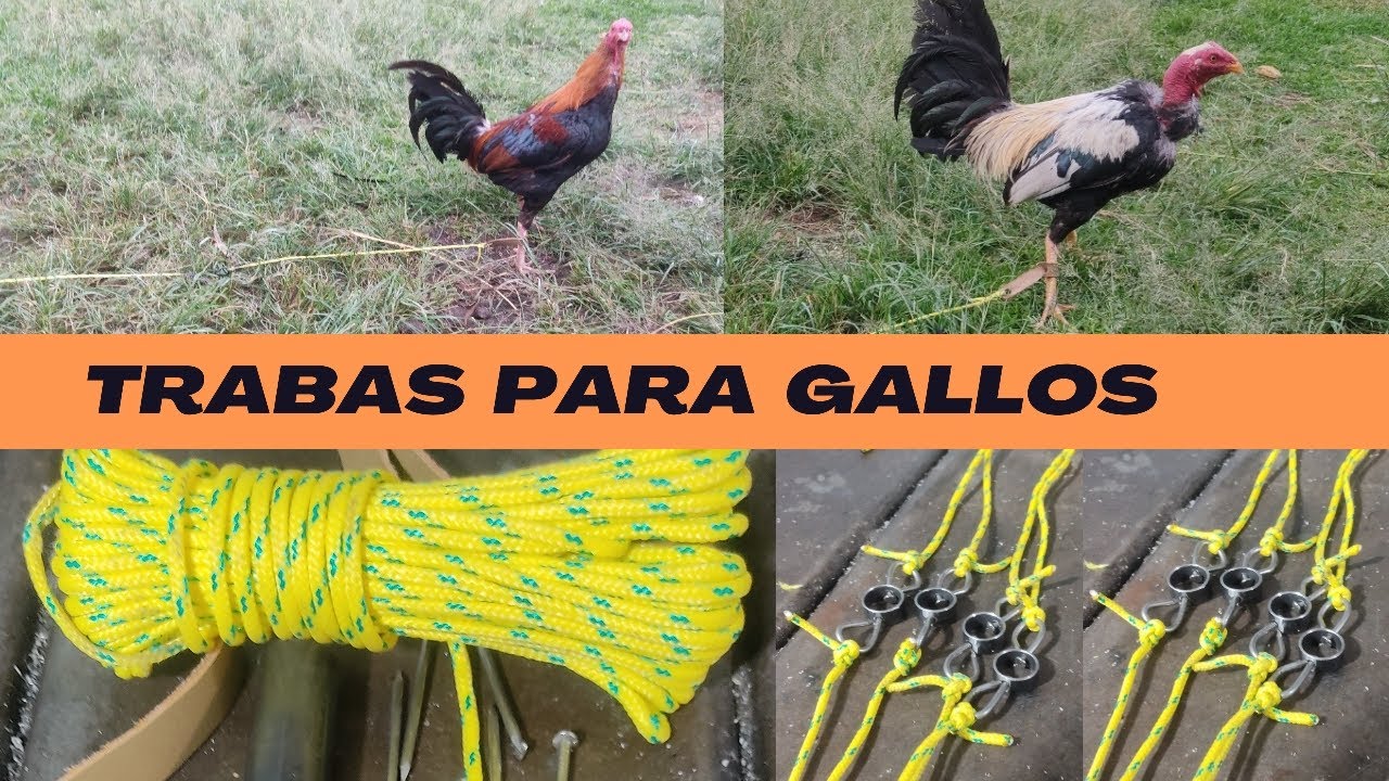 Cómo Hacer las Trabas Gallos. - YouTube