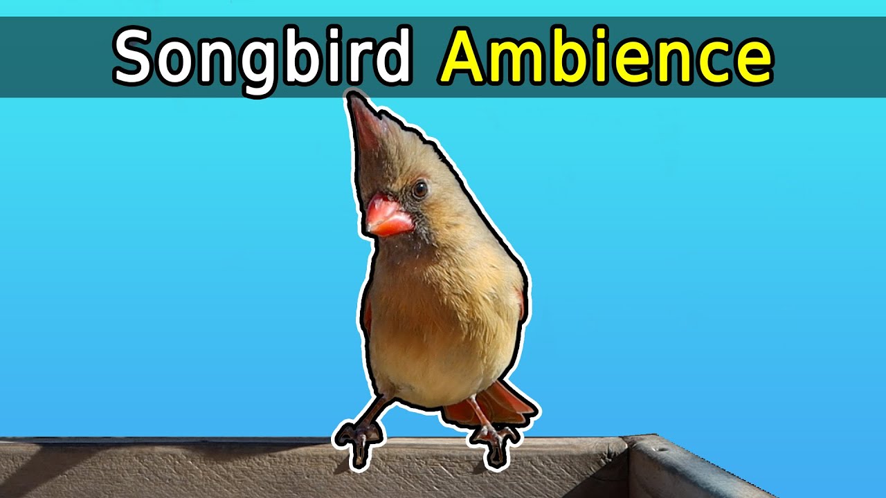 ASMR Birds Chirping & Singing: 1 Hour of Bird Sounds - YouTube