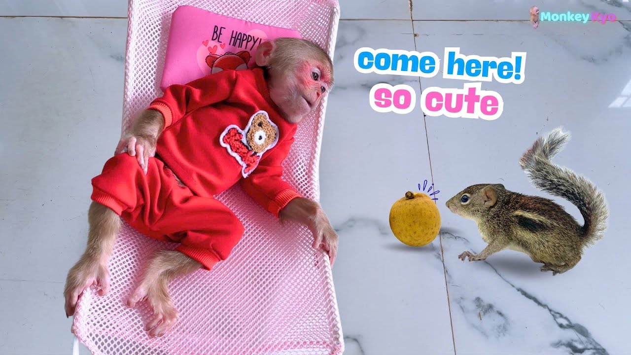Unbelievable: Baby Monkey Kyo cares for a baby Squirrel! ️ - YouTube