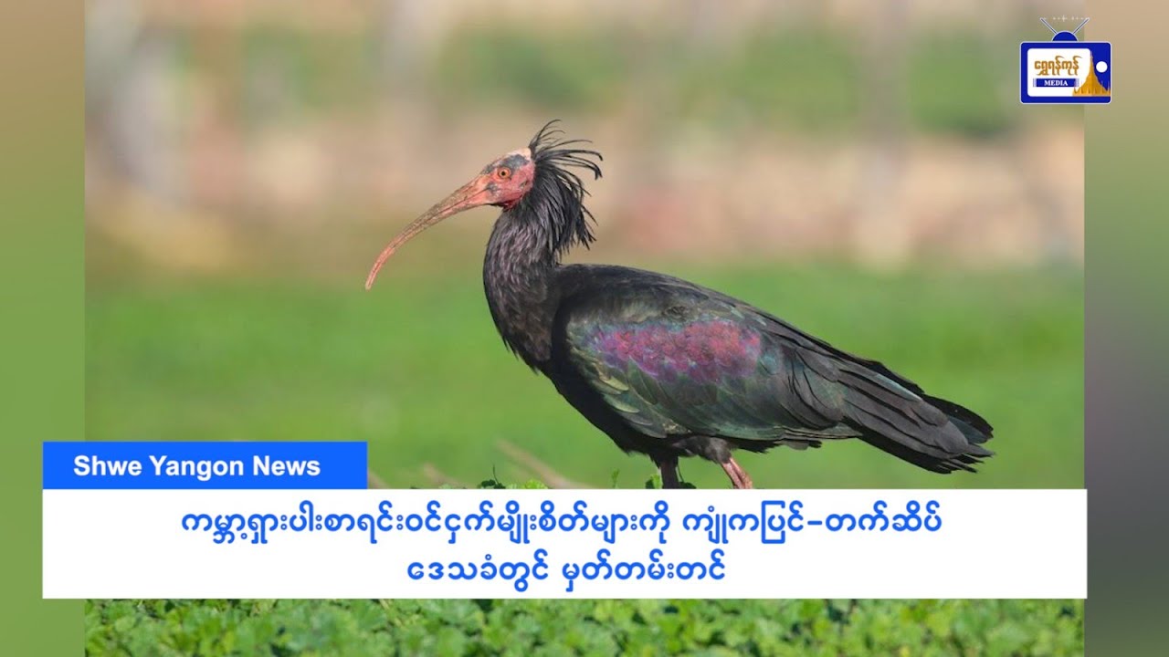 ကမ္ဘာ့ရှားပါးစာရင်းဝင် ငှက်မျိုးစိတ်များကို ကျုံကပြင် တက်ဆိပ် ဒေသခံ တွင