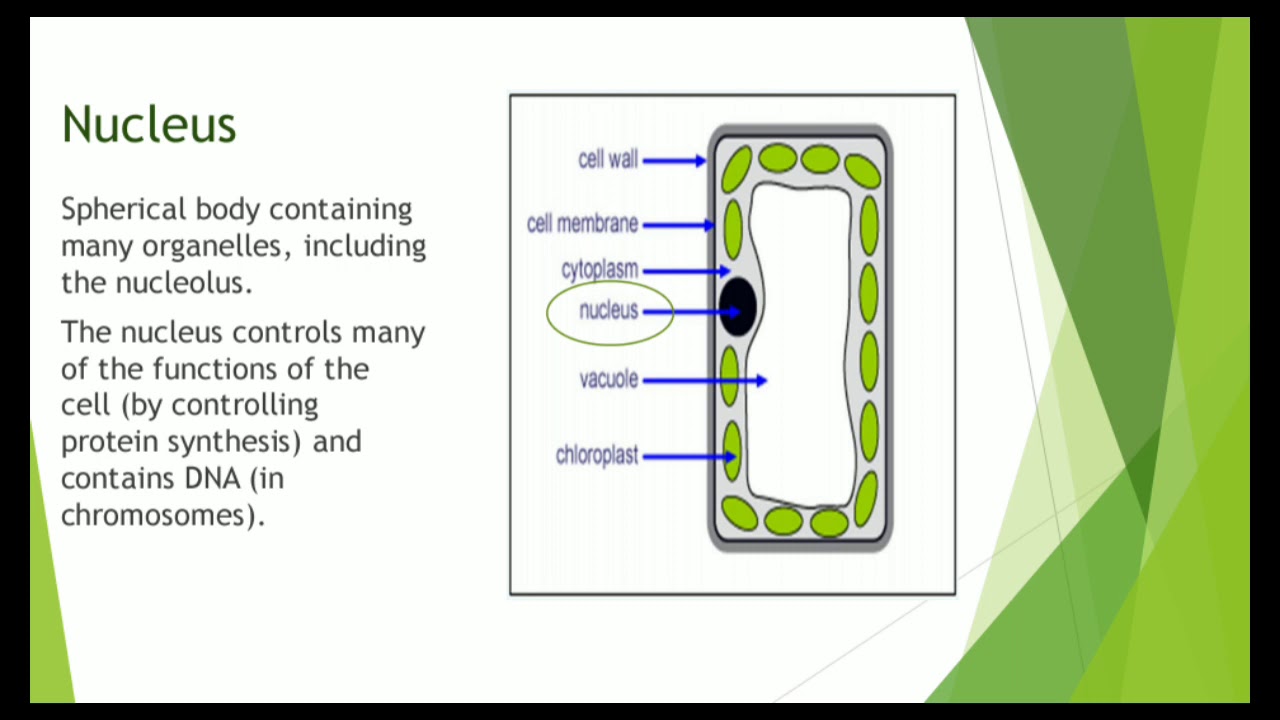 Nucleoplasm Plant Cell