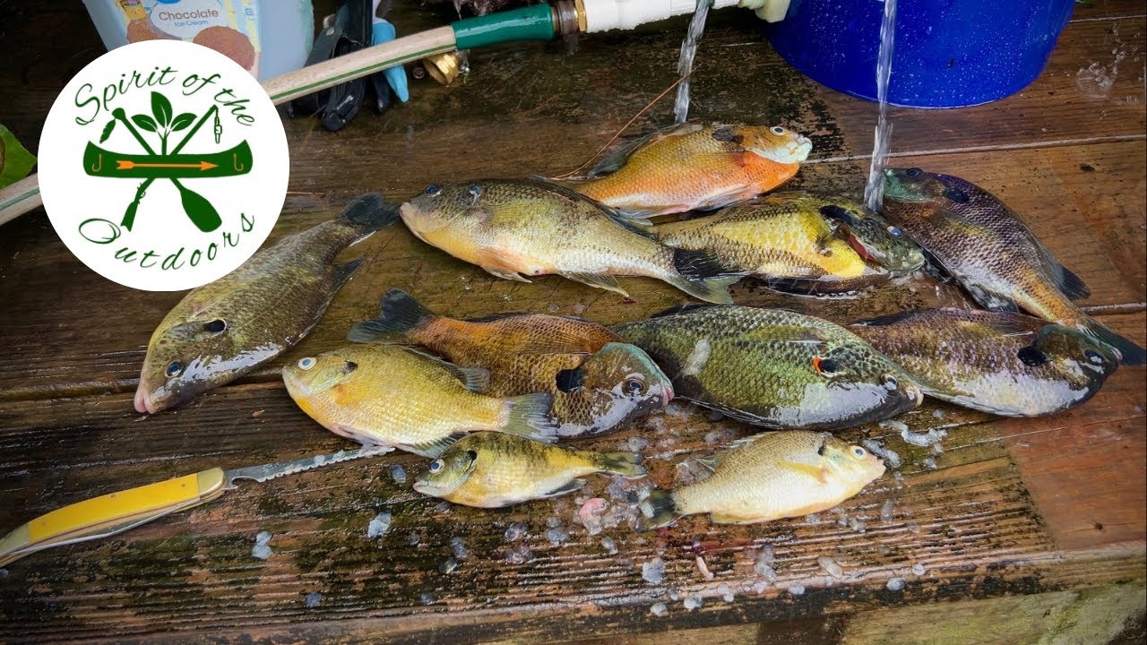 Catching some Giant Shellcrackers and Bluegill on Kemper Lake - YouTube