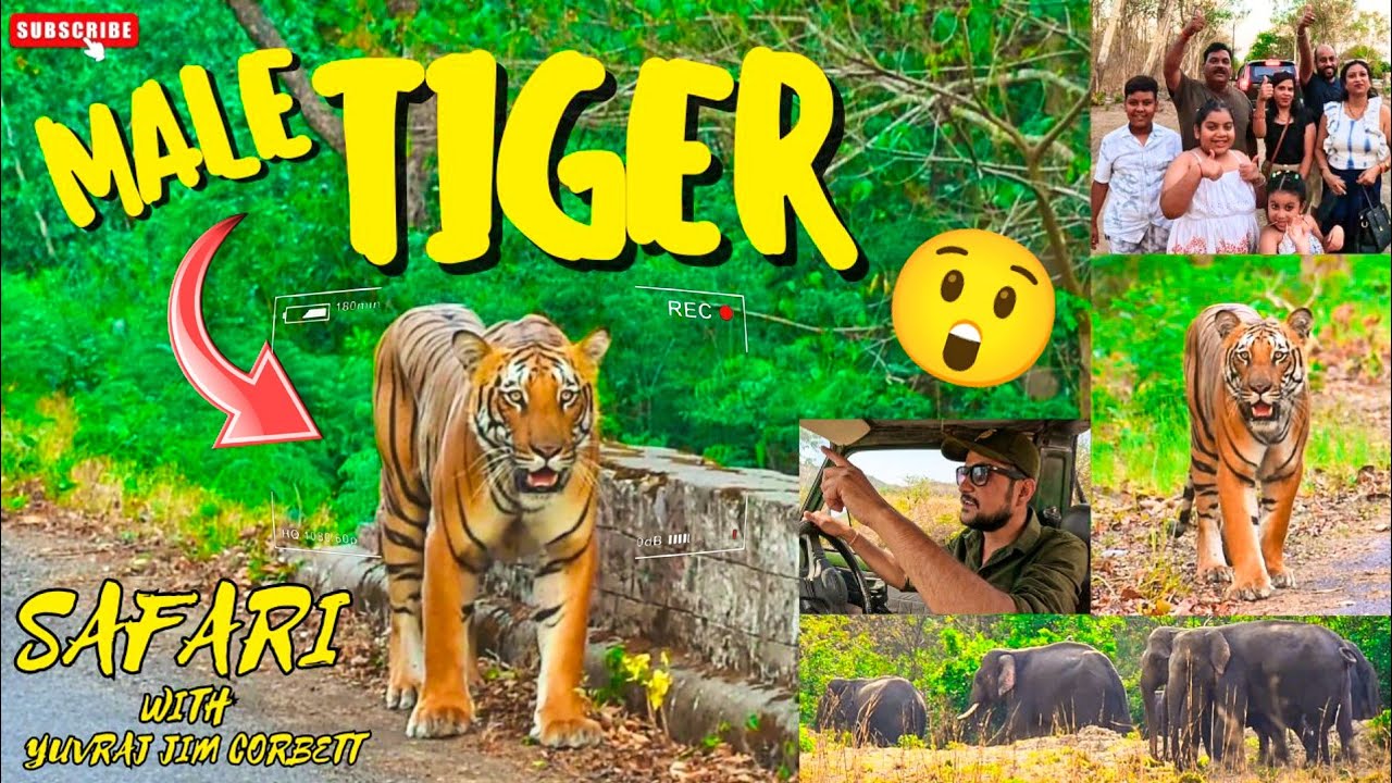 MALE TIGER DEKH HE LIYA AAJ DO BAAR 🔥JIM CORBETT NATIONAL PARK SAFARI # ...