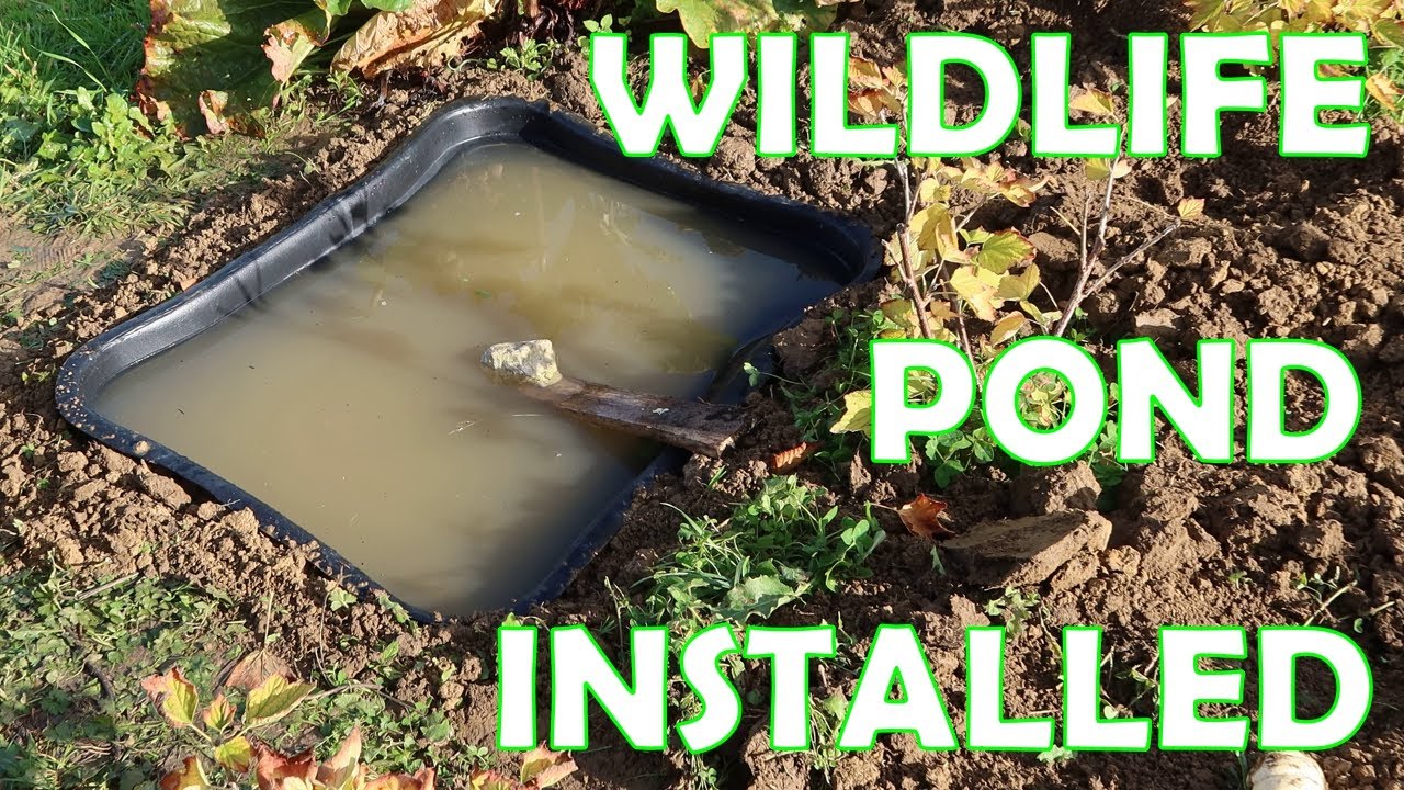 A Quick Wildlife Pond Install - YouTube