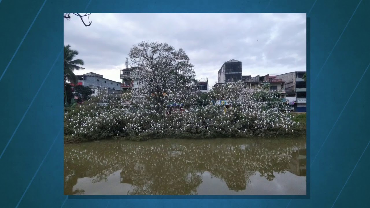 Sri Lunka Attractions - YouTube