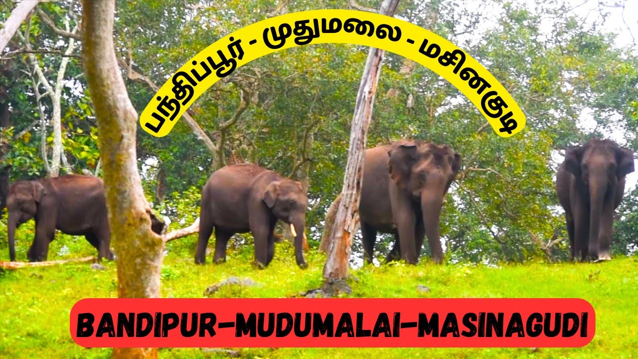 Bandipur-Mudumalai-Masinagudi Forest Animal Sightings | Thrilling Wild ...
