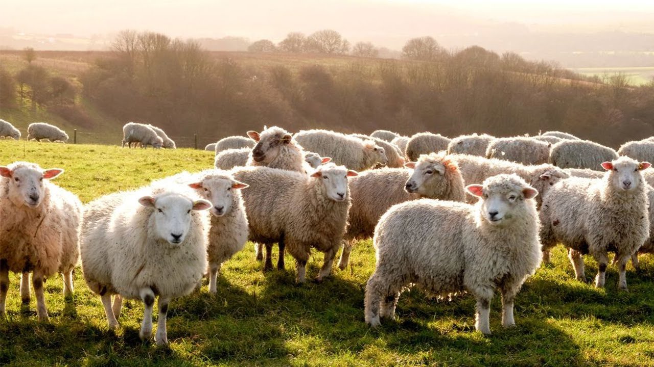 Intensive forest sheep farming system - YouTube