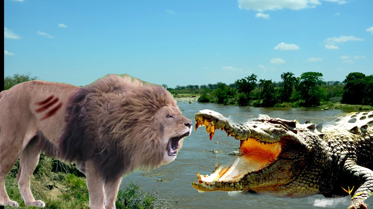 Lion Attacks Crocodile The fight between two dominant wild animals ...