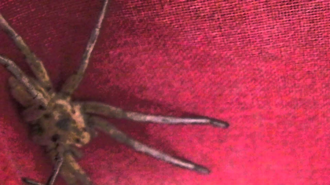 giant spider farts - YouTube