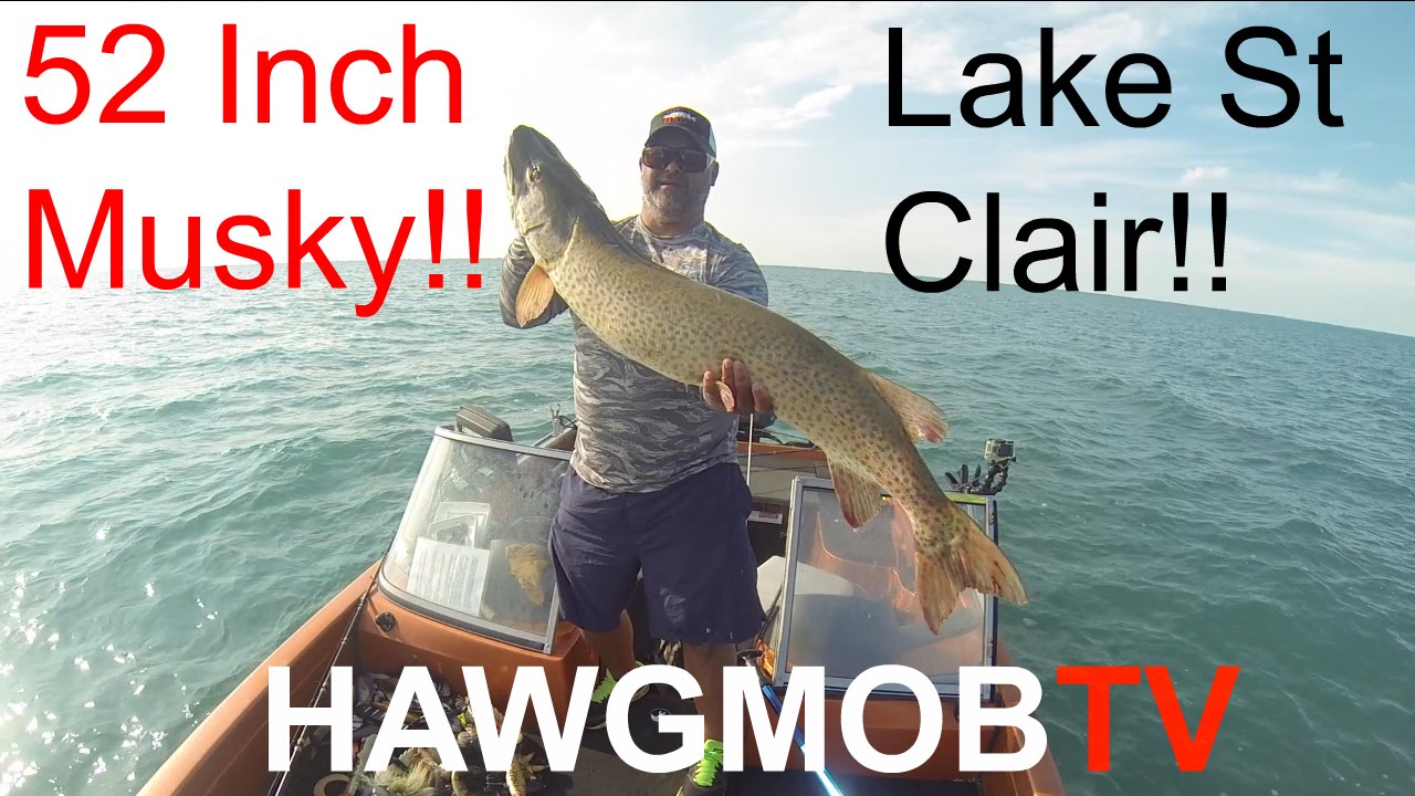 52 Inch Musky on Lake St Clair! - YouTube