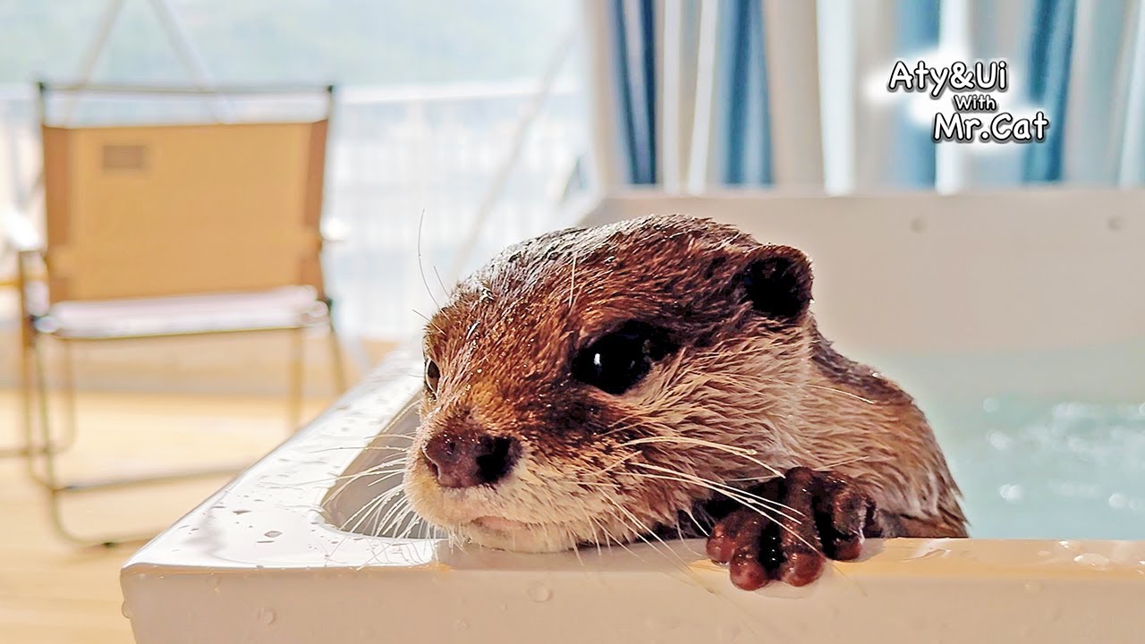 Adorable Otters Enjoying the Resort to the Fullest [Otter Life Day 933 ...
