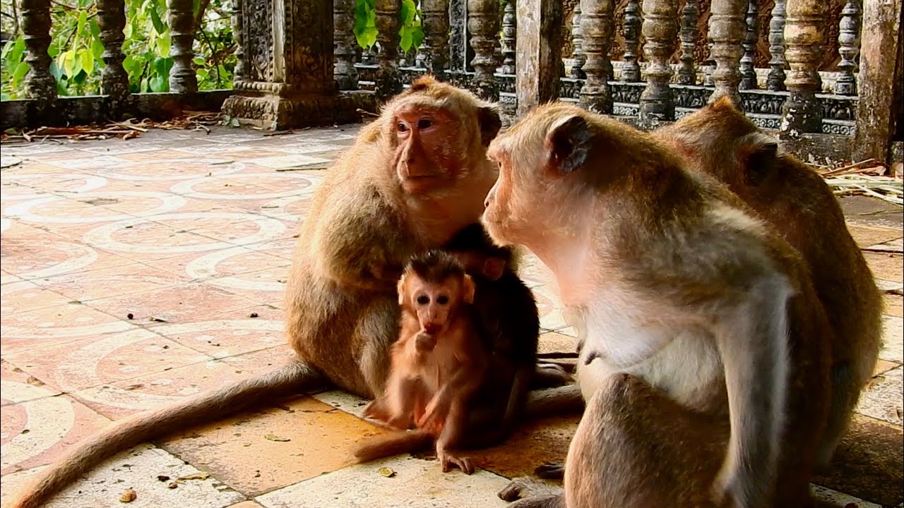 Mother carries baby make friendship with monkeys - YouTube