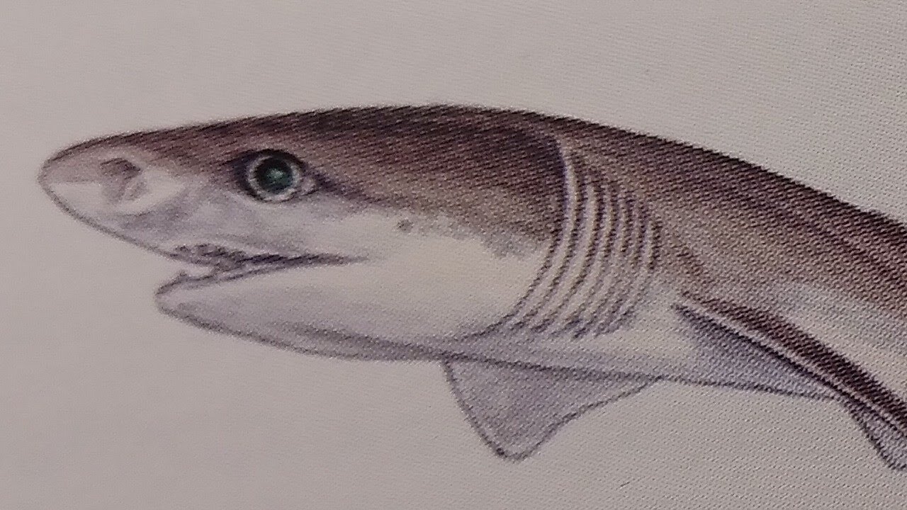 Sharpnose Sevengill Shark