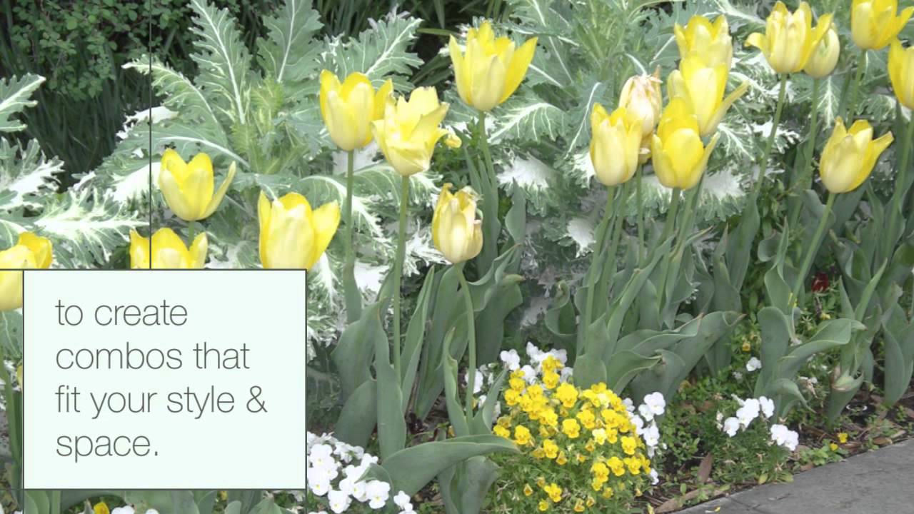 Bulbs for Spring Beauty - YouTube