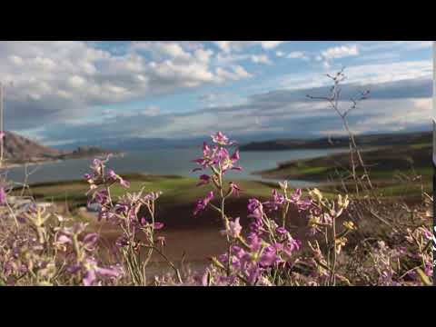 İlk Bahar Çiçekleri - Doğa Videoları