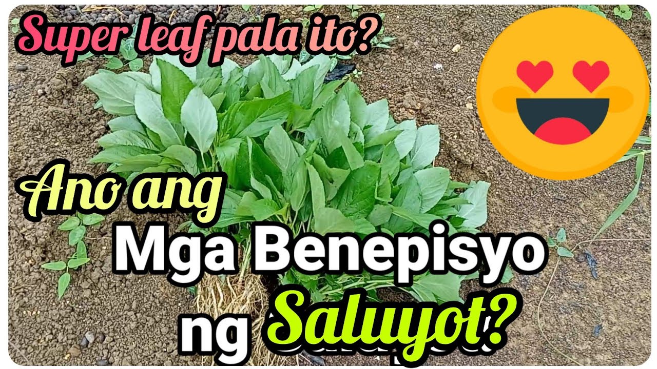 『Mga benepisyo ng Saluyot!』〘Superleaf pala ito?〙 - YouTube