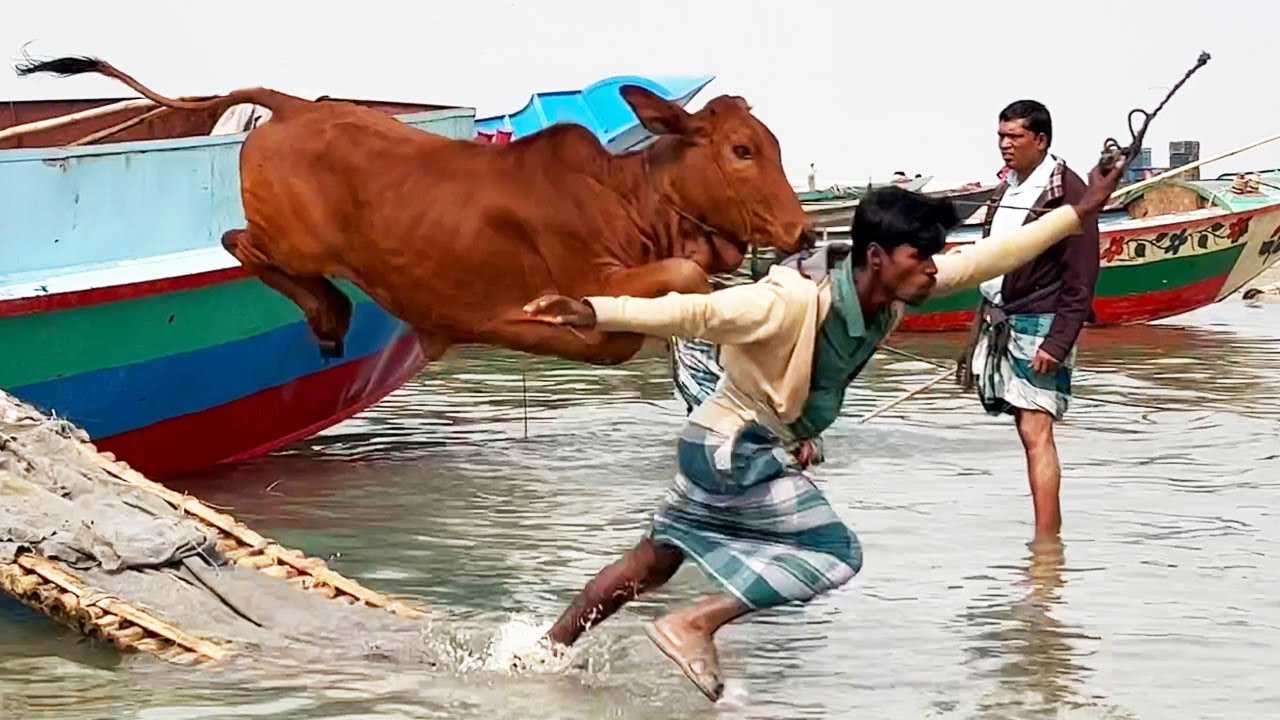 High Jump by Cow | At very popular village cattle market | Cow ...
