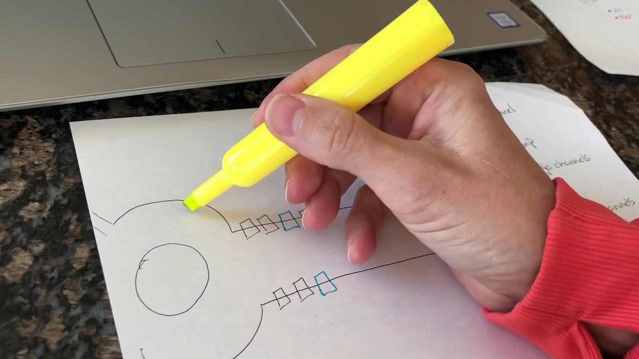 The action potential and sodium potassium pump - YouTube