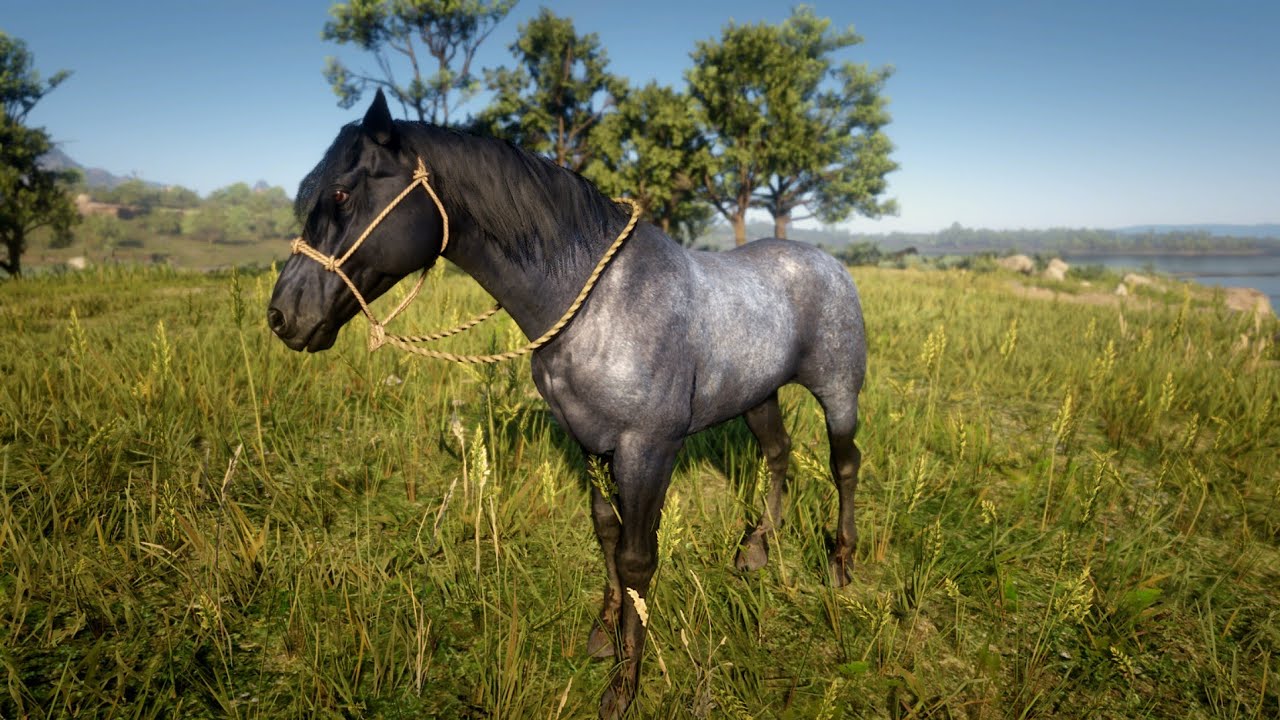HOW YOU CAN GET A BLUE RUANO NOKOTA (NOKOTA RUANO AZULADO) IN RED DEAD ...