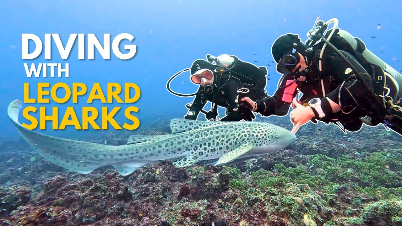 ENCOUNTERING LEOPARD SHARKS IN AUSTRALIA || Diving Nine Mile Reef ...