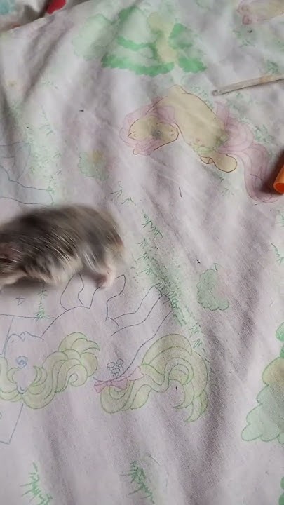 #Хомяк_бегающий_по_кругу - YouTube