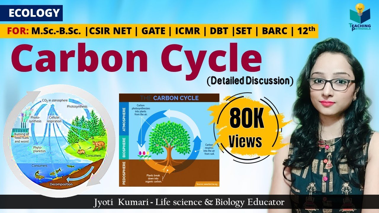 Carbon Cycle (In Hindi) || Biogeochemical Cycle || Teaching Pathshala ...