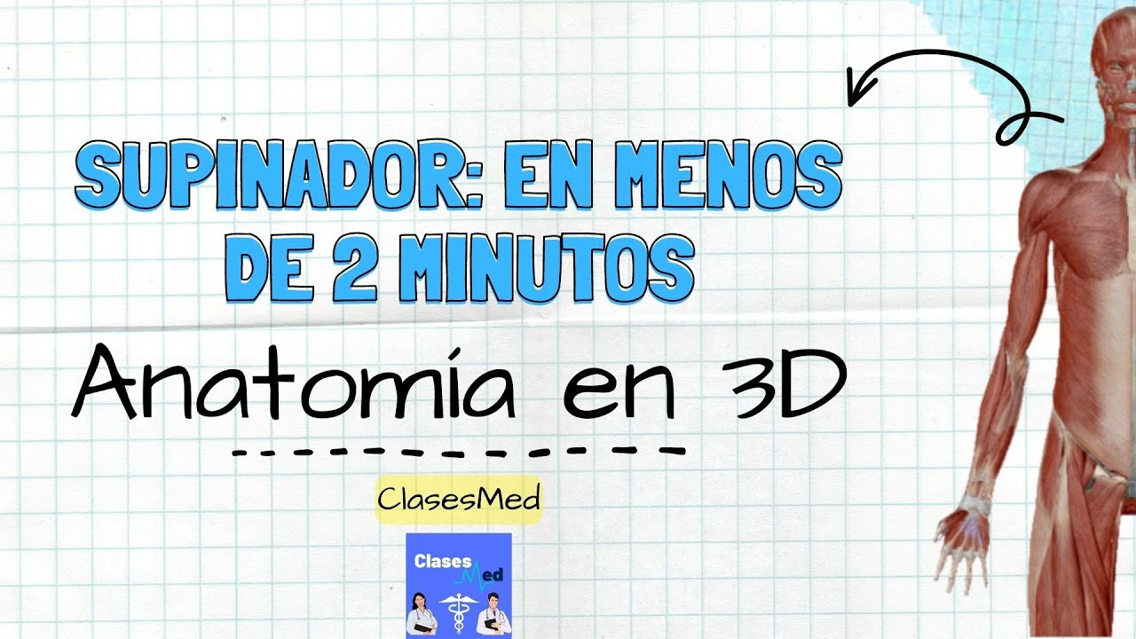Músculos del Antebrazo: Supinador - Anatomía Humana - ClasesMed - YouTube