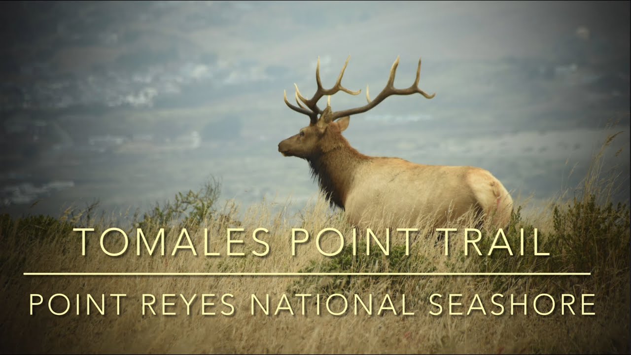 Tomales Point Trail - Tule Elk Preserve - YouTube
