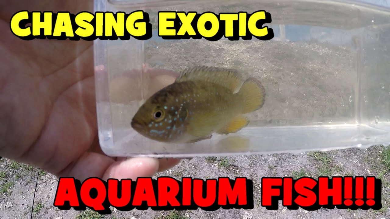 Chasing EXOTIC AQUARIUM FISH in a FLORIDA CANAL! - YouTube