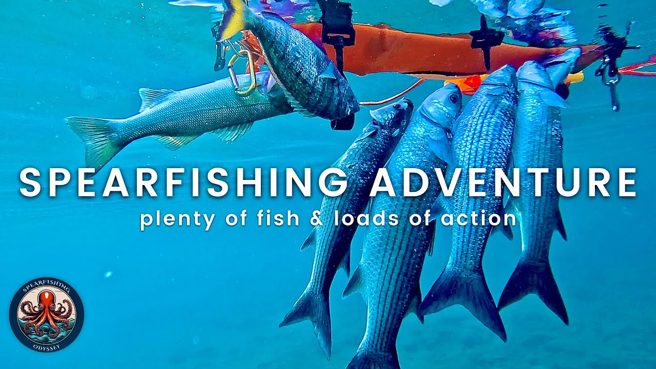 🔱 Plenty of Fish & Loads of Action | Shallow Spearfishing Adventure 🐟 ...