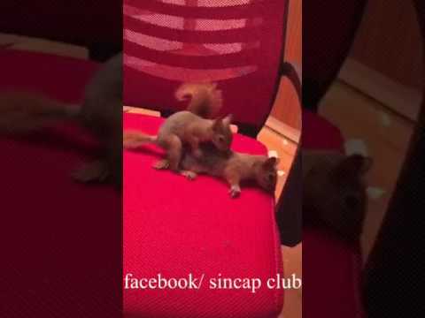 Evcil sincap beslemek. Faik ten  Safiş e centilmenlik dışı tacizler. Sincap Alf the Squirrel