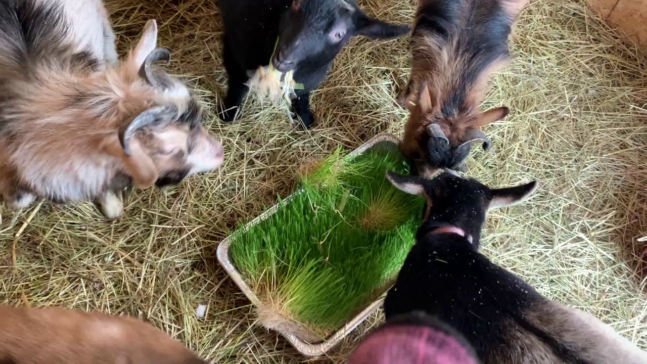 The best part about growing fodder - YouTube