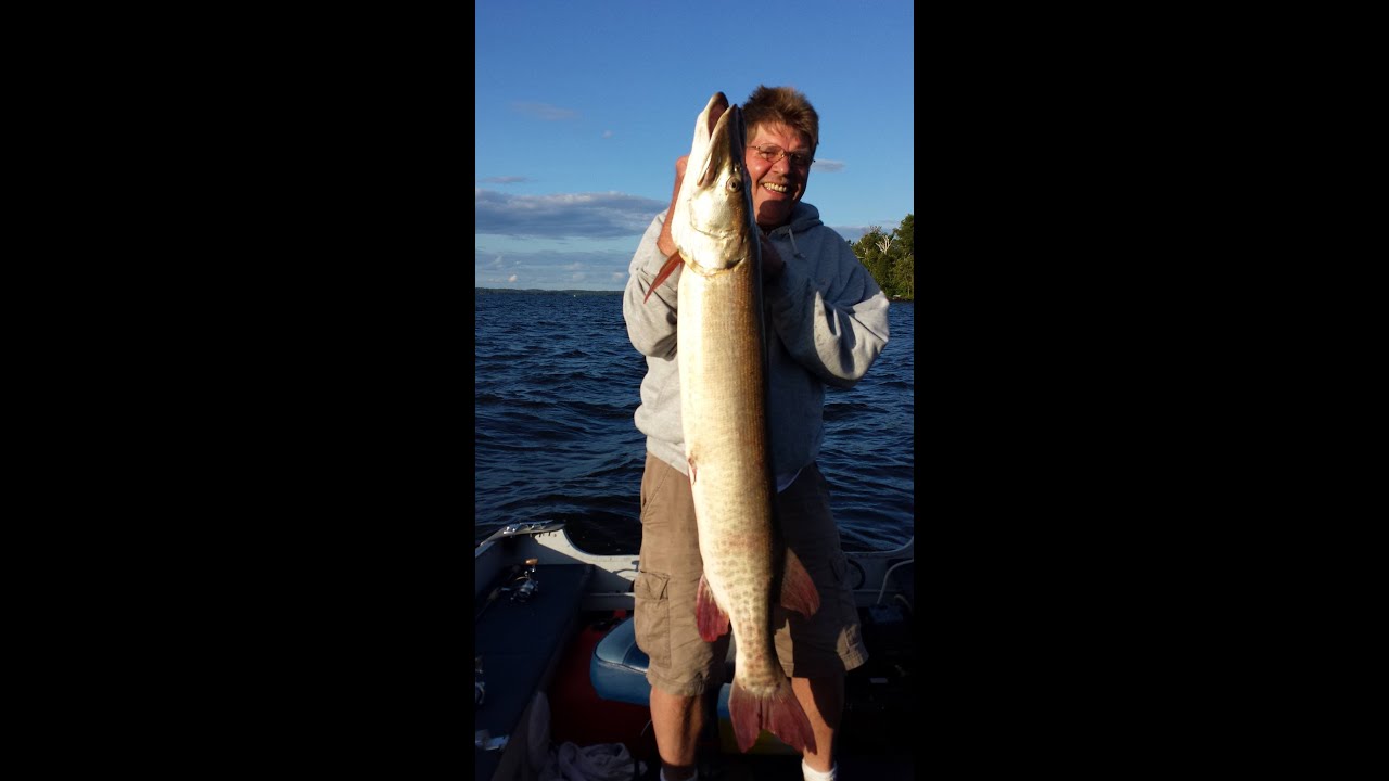 Huge Musky Caught on Lake Vermilion Minnesota - YouTube
