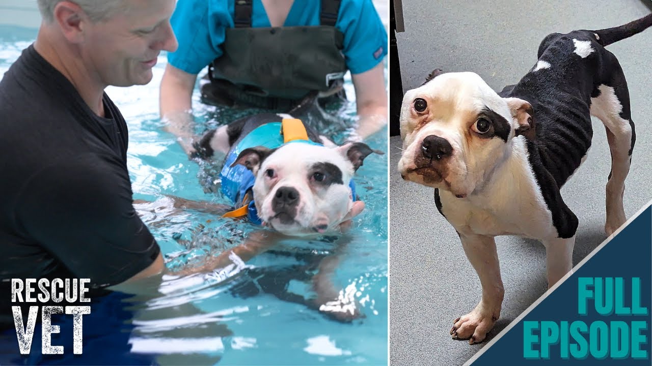 Biggest transformation of emaciated rescue dog | Rescue Vet with Dr ...