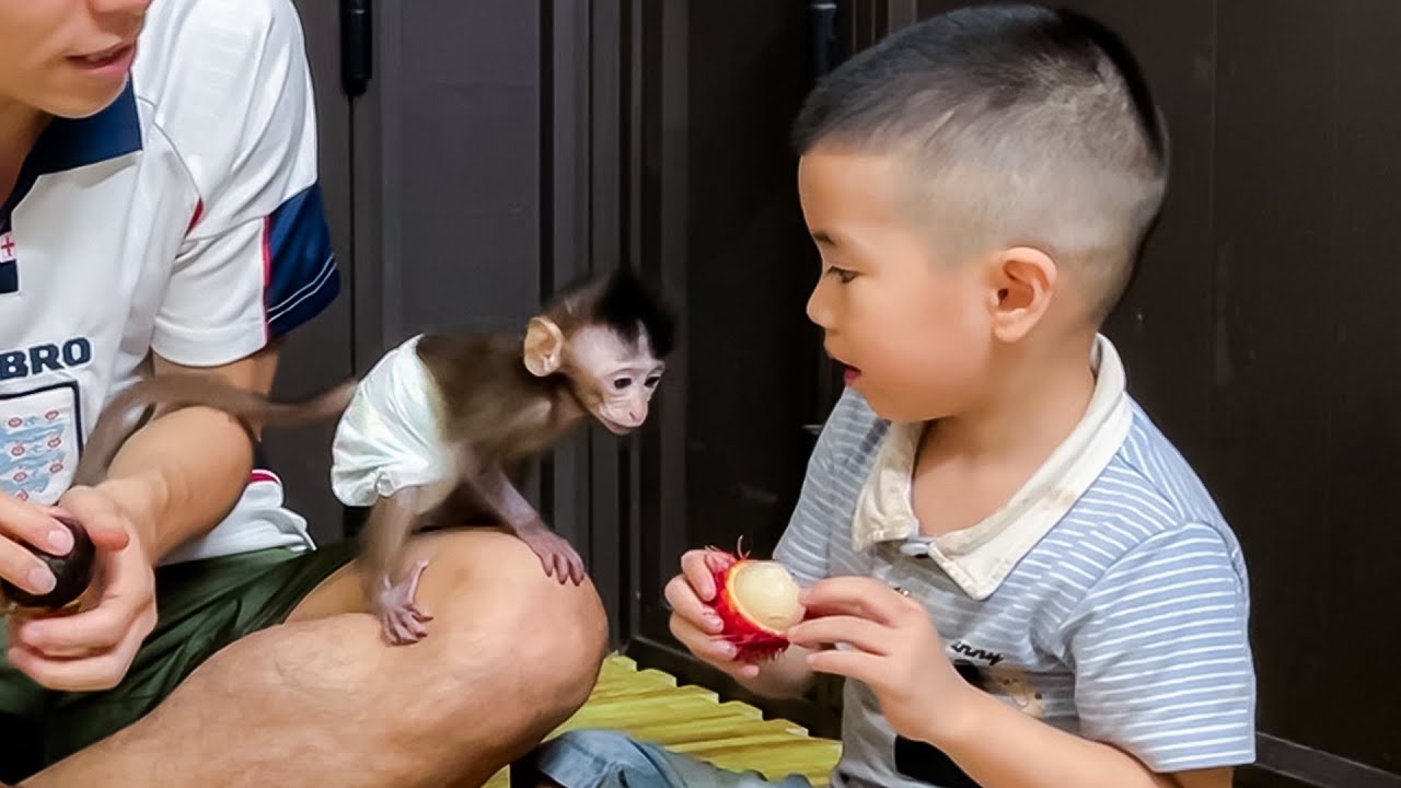 Monkey Su and baby Hao are happy eating their favorite fruit - YouTube