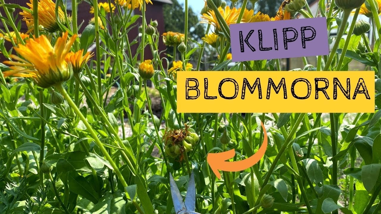 Klipp ner överblommade blommor under sommaren för en längre blomning ...