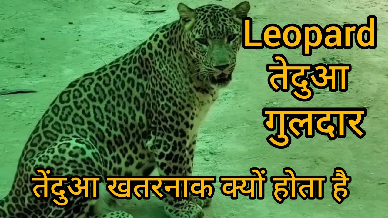 #tedua #guldar #leopard #guldarattack तेंदुआ बहुत ही फुर्तीलाऔर खतरनाक ...